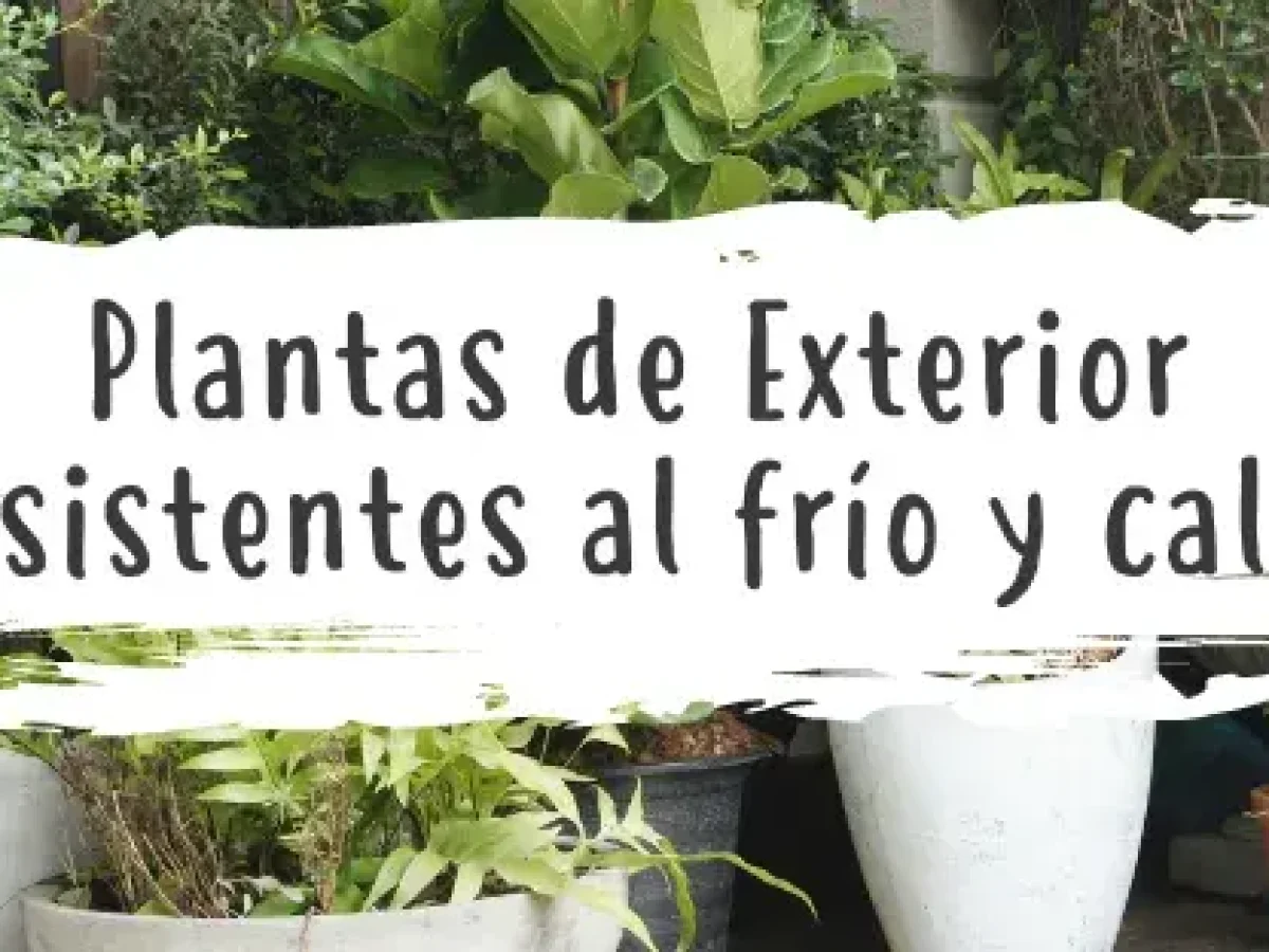 Plantas de exterior resistentes al sol y al frío ️